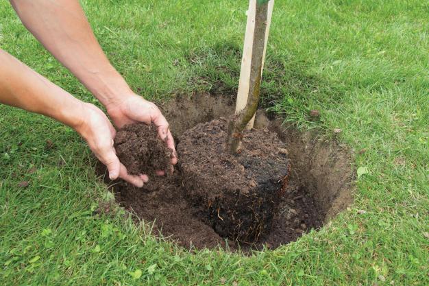 Tree Planting Tips - Downhome Magazine