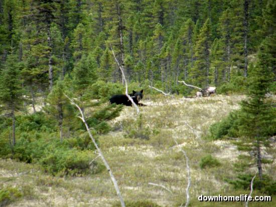 Labrador Wild - Downhome Magazine