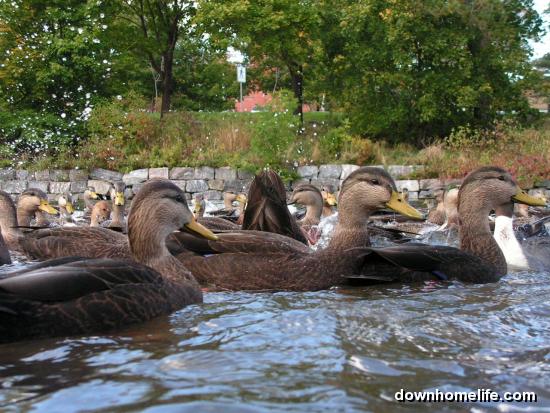 Duck Patrol - Downhome Magazine