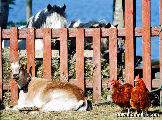 BARNYARD FRIENDS - Downhome Magazine