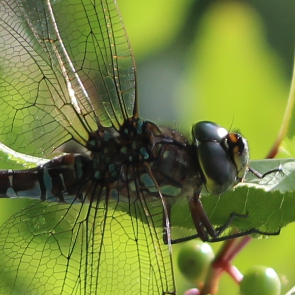 Dragonfly - Downhome Magazine