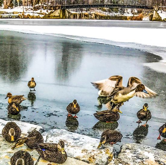 Ducks on Ice - Downhome Magazine