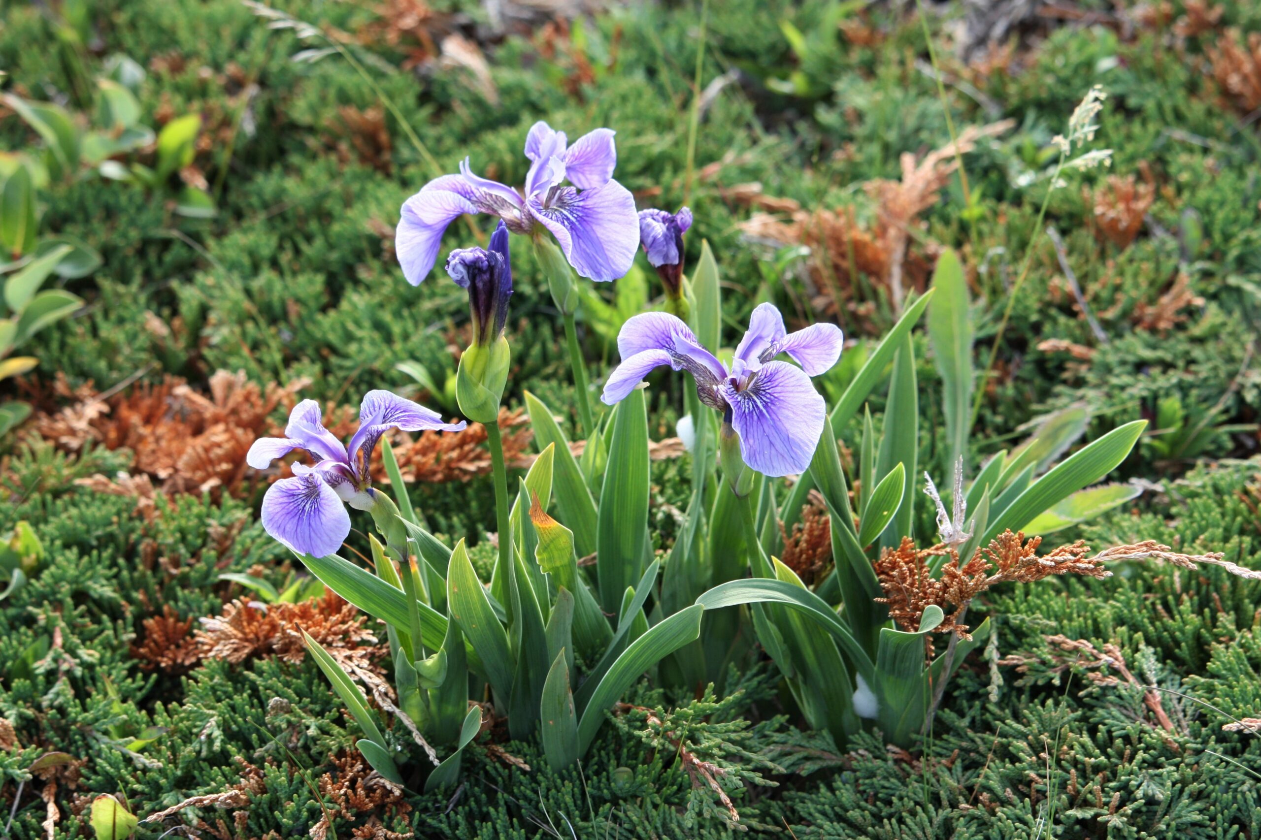 Wild Blue Flag Iris - Downhome Magazine