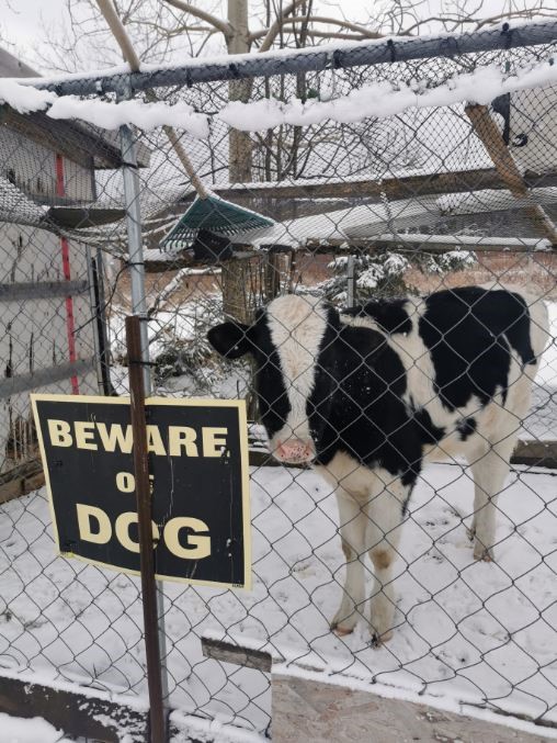 Guard Cow - Downhome Magazine