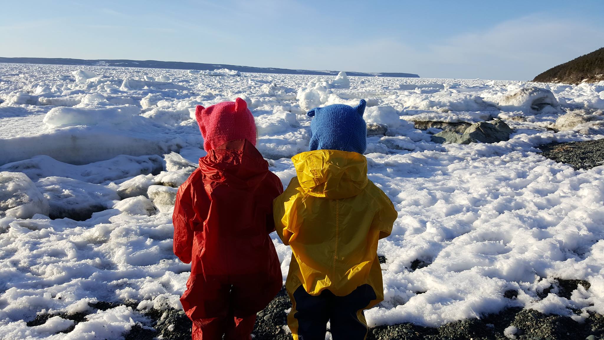 Spring in Newfoundland - Watching for seals!! - Downhome Magazine