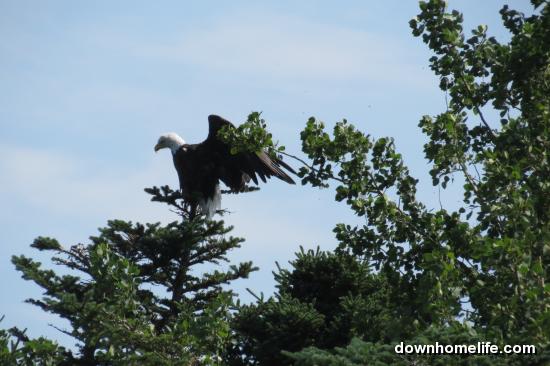 Full Flaps - Downhome Magazine