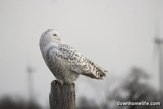 Snowy Owl head turn!!!! - Downhome Magazine