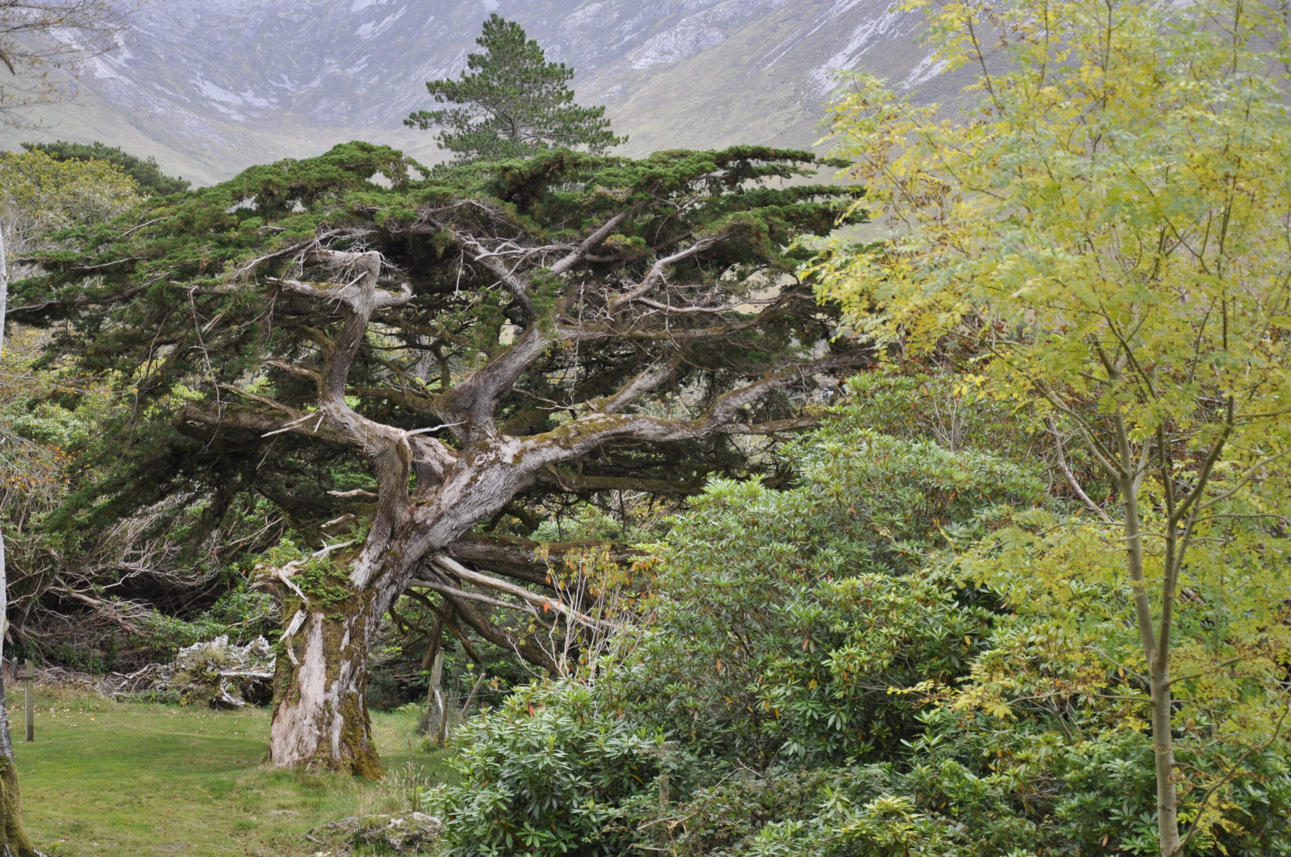 A tree in Connemara Ireland. - Downhome Magazine
