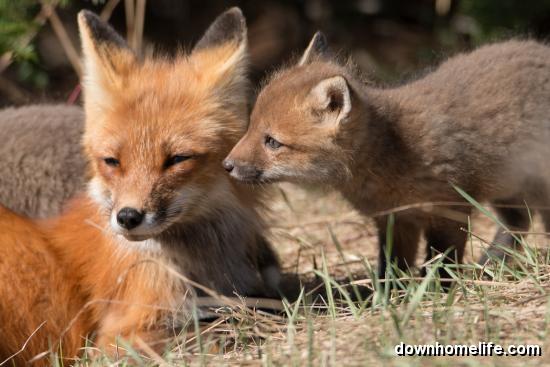 Mother Fox and kit - Downhome Magazine