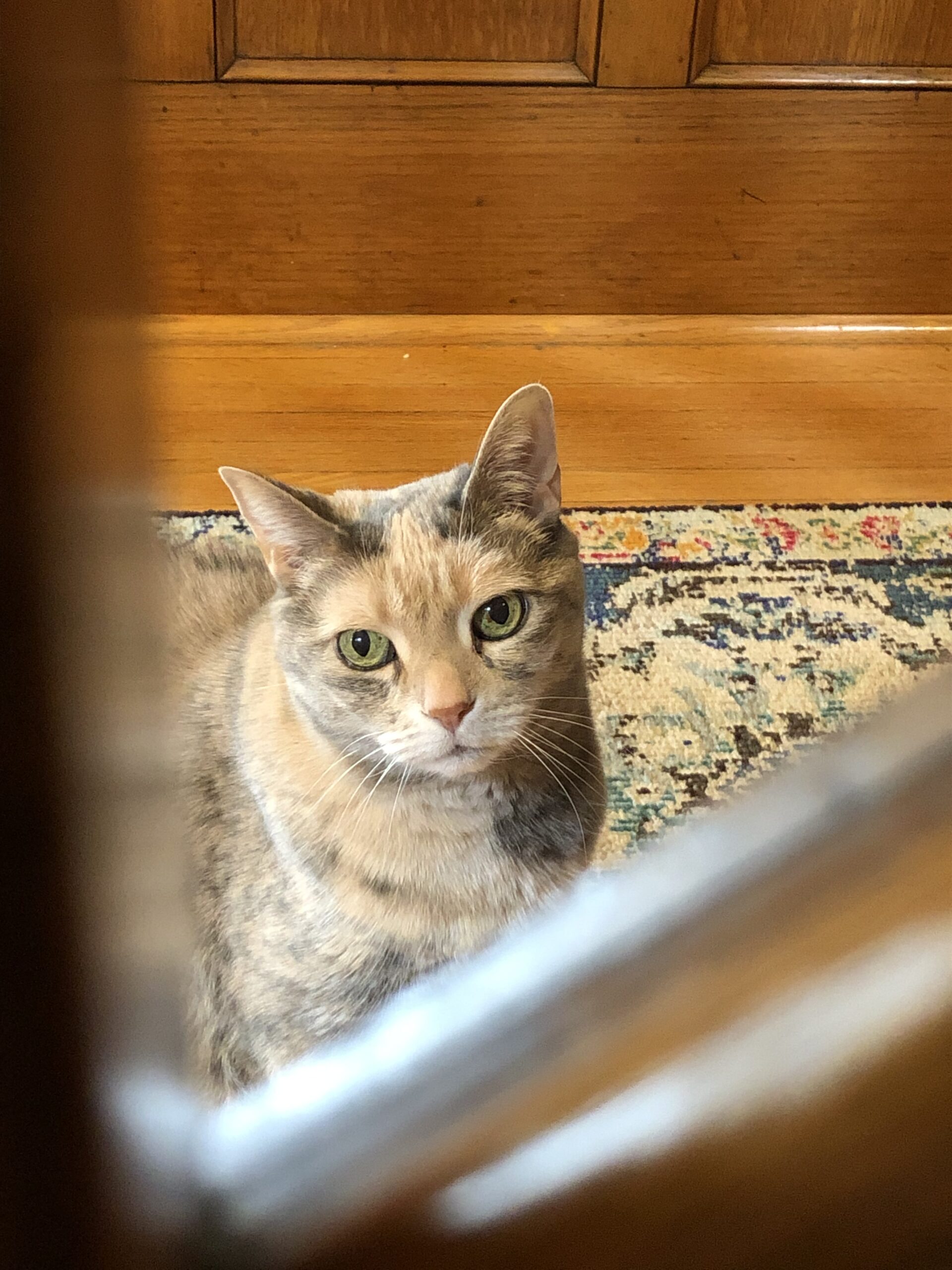 Peeking Molly - Downhome Magazine