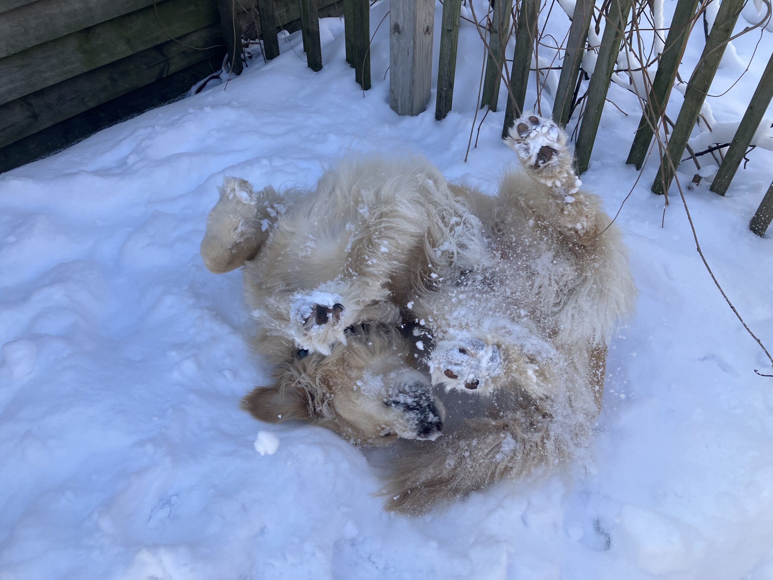 Pawsitively Cool - Downhome Magazine