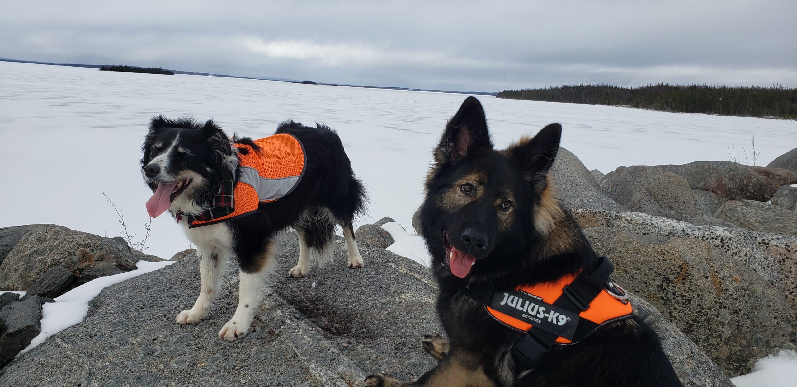 Miss Abby Border Collie and Miss Raina GSD - Downhome Magazine
