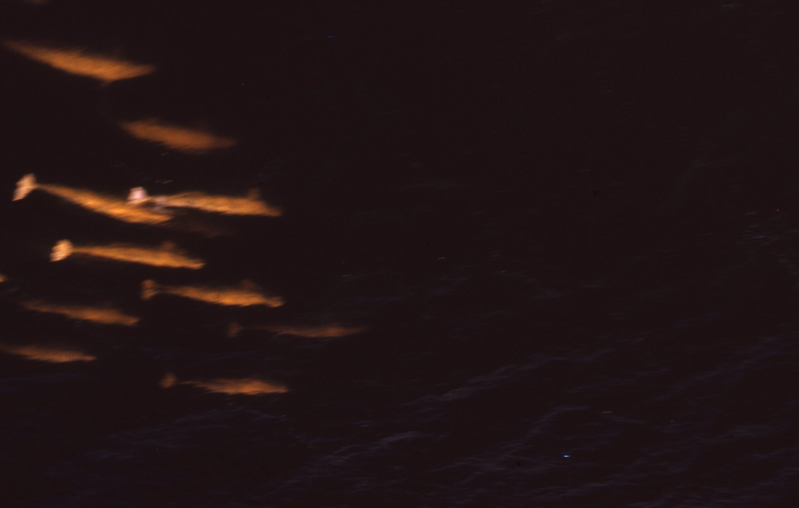 a pod of beluga whales swimming submerged - Downhome Magazine