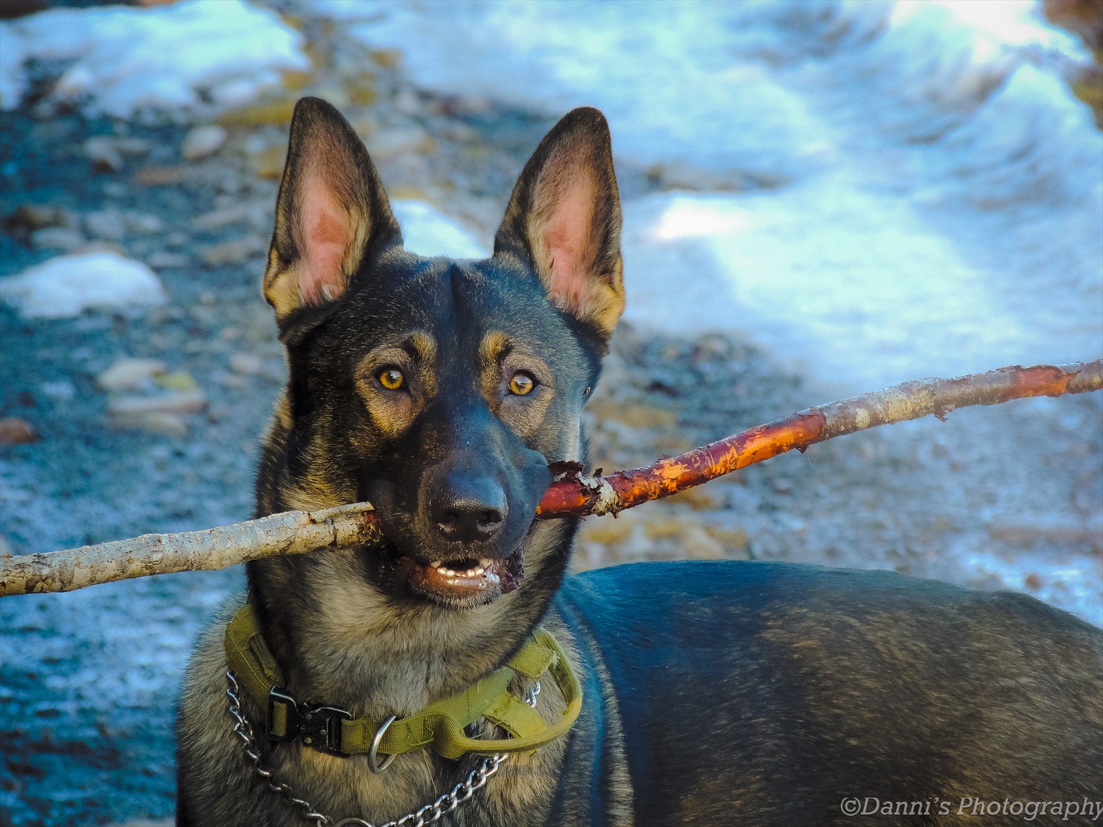 Rambo - Downhome Magazine