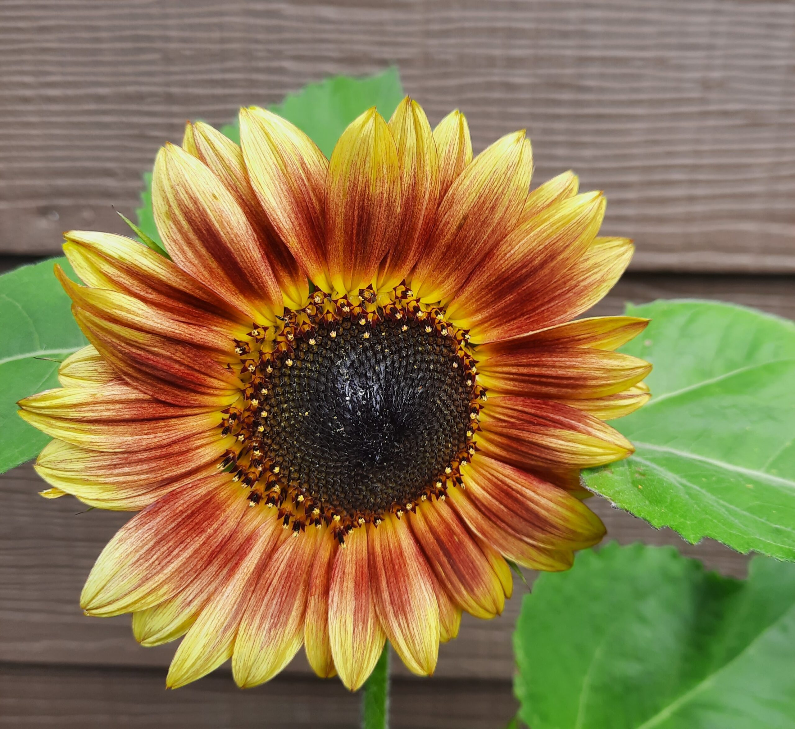 Sunflower delight - Downhome Magazine
