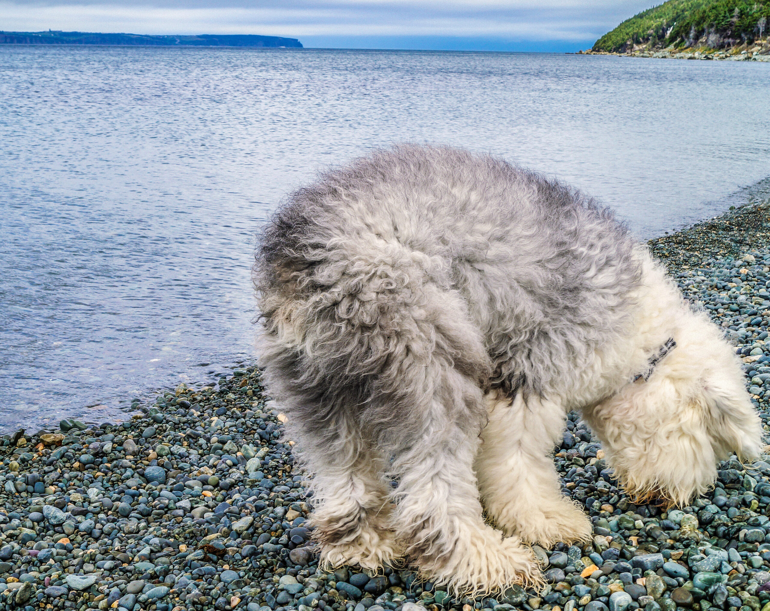 Beach Pup - Downhome Magazine