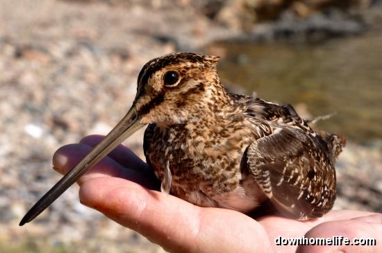 BABY SNIPE - Downhome Magazine