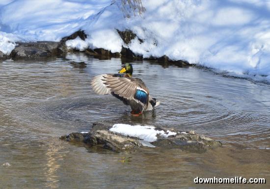 Male Mallard - Downhome Magazine
