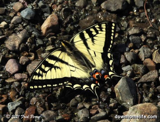 Canadian tiger swallowtail butterfly - Downhome Magazine
