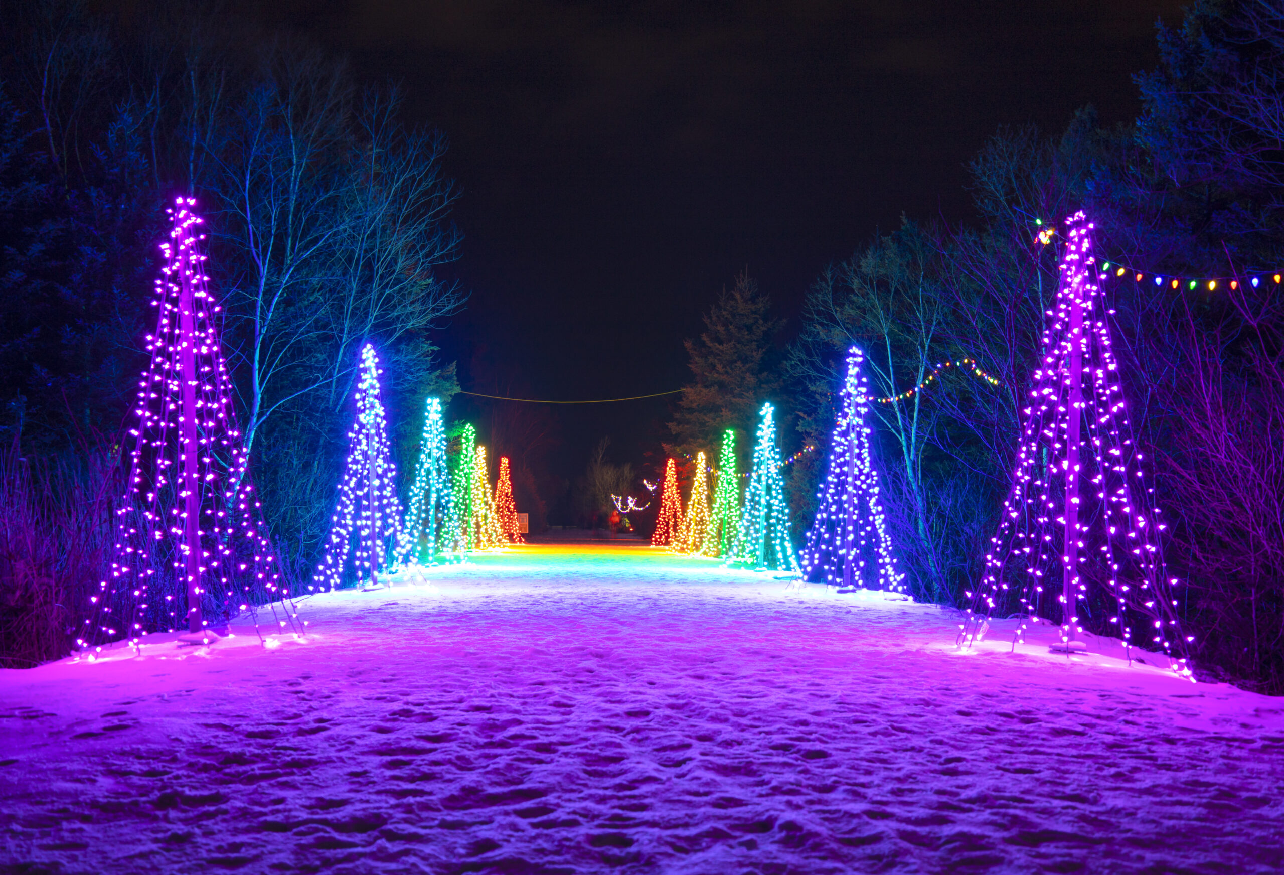 A walk through Christmas tree row - Downhome Magazine