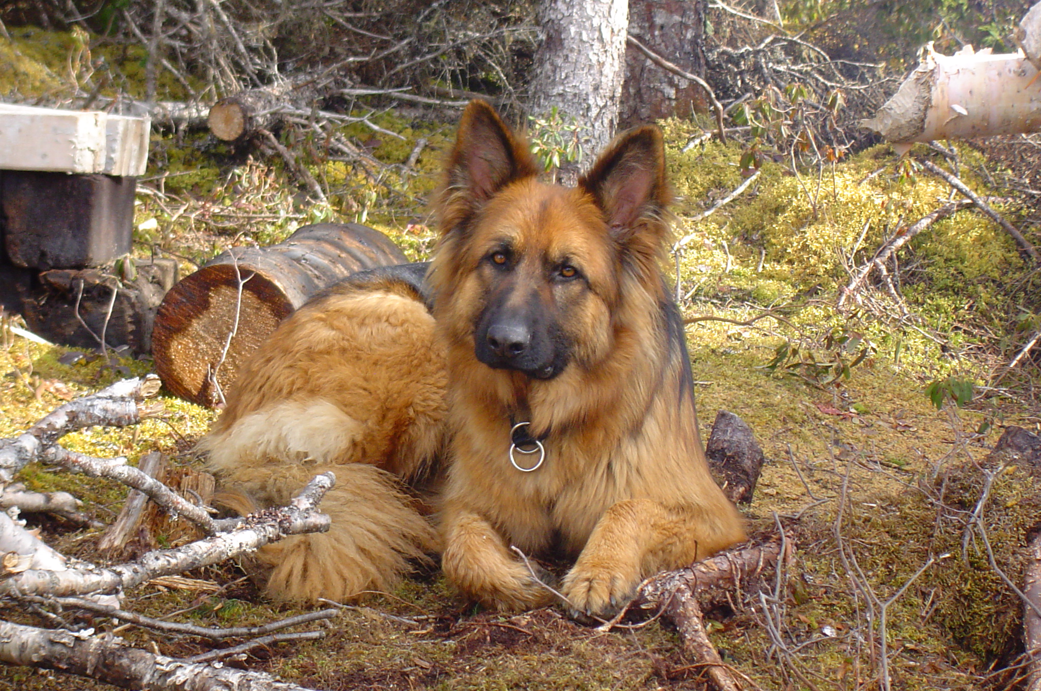 Pets - Downhome Magazine