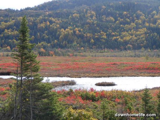 GULL POND MARSH - Downhome Magazine