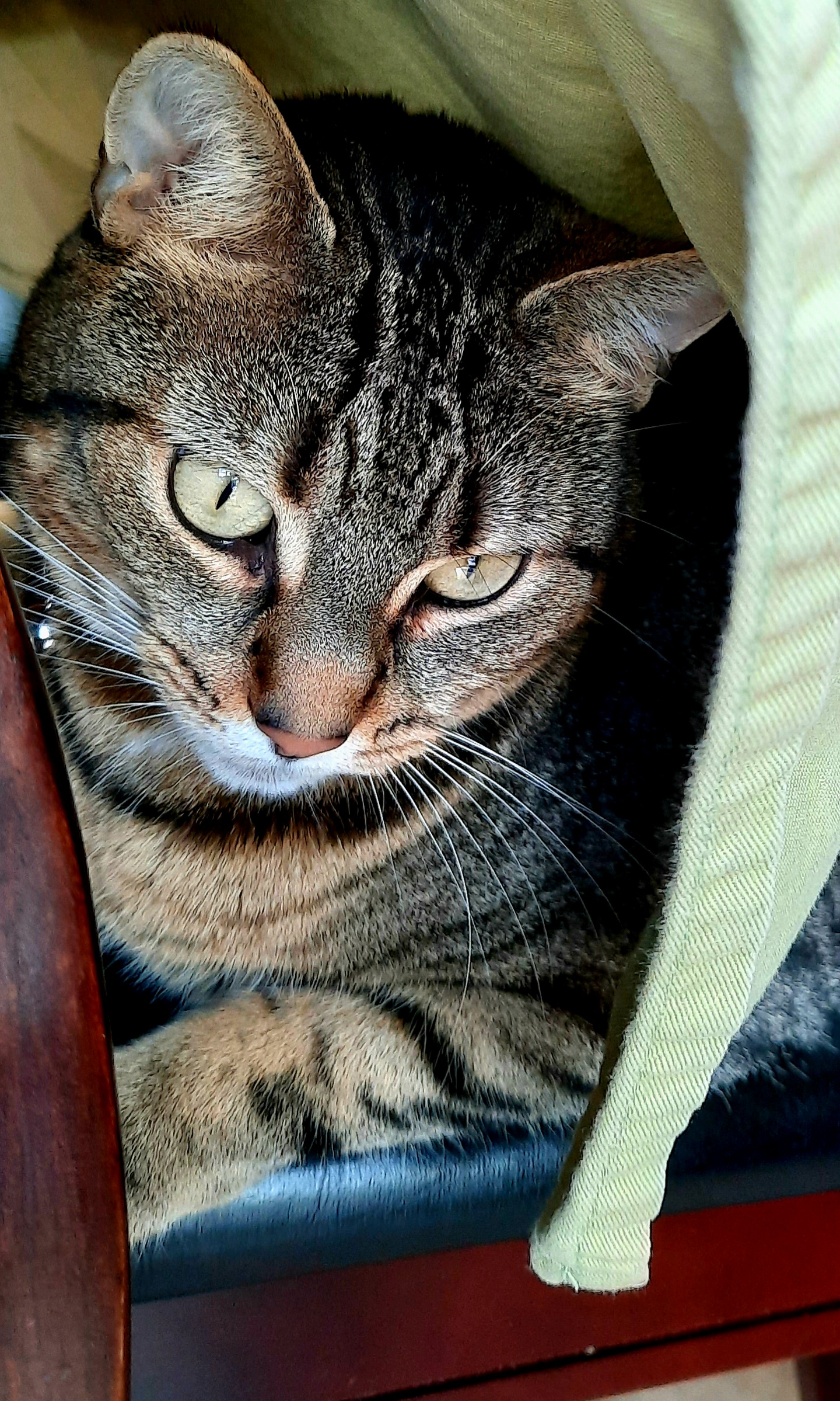 Kitty keep still - Downhome Magazine