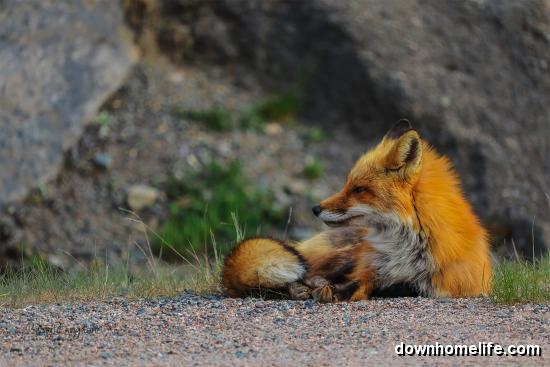 Red Fox - Downhome Magazine