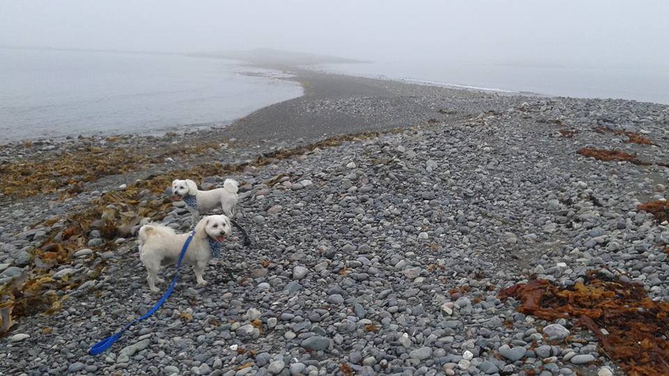 The Point of Point Au Gaul - Downhome Magazine