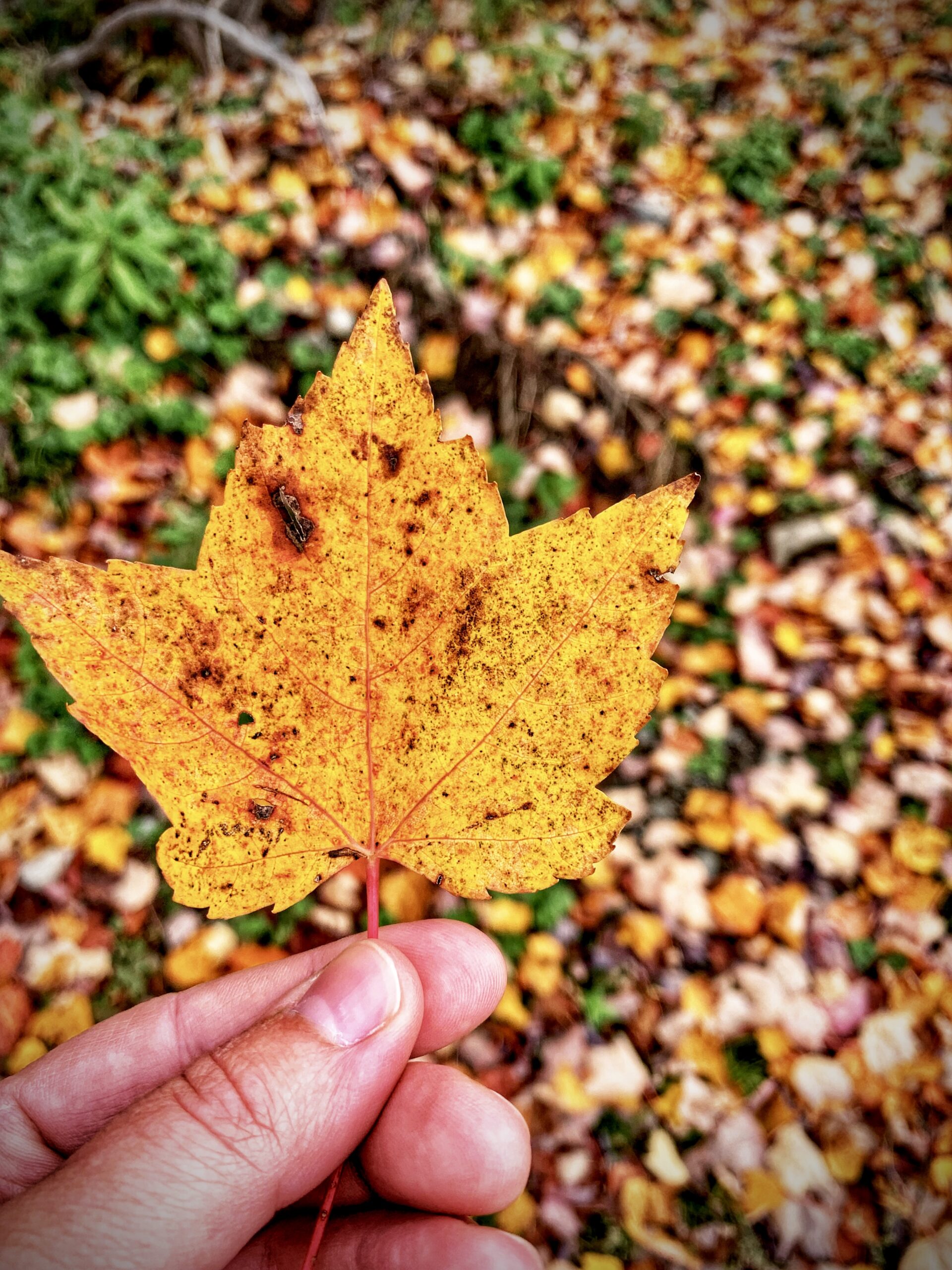 Fall in Newfoundland - Downhome Magazine