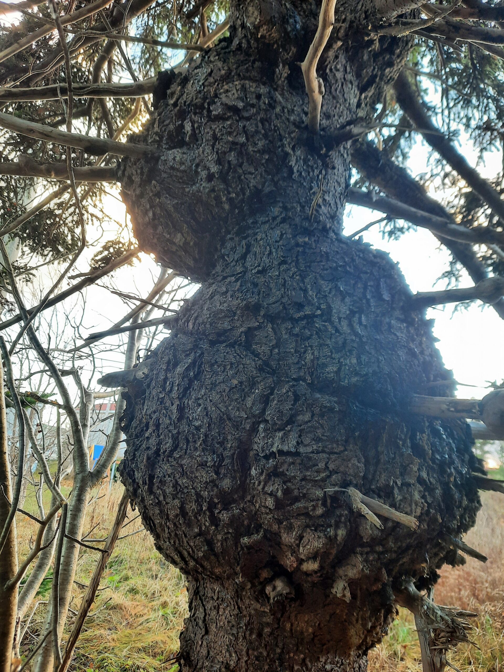 Strange Tree Formation - Downhome Magazine