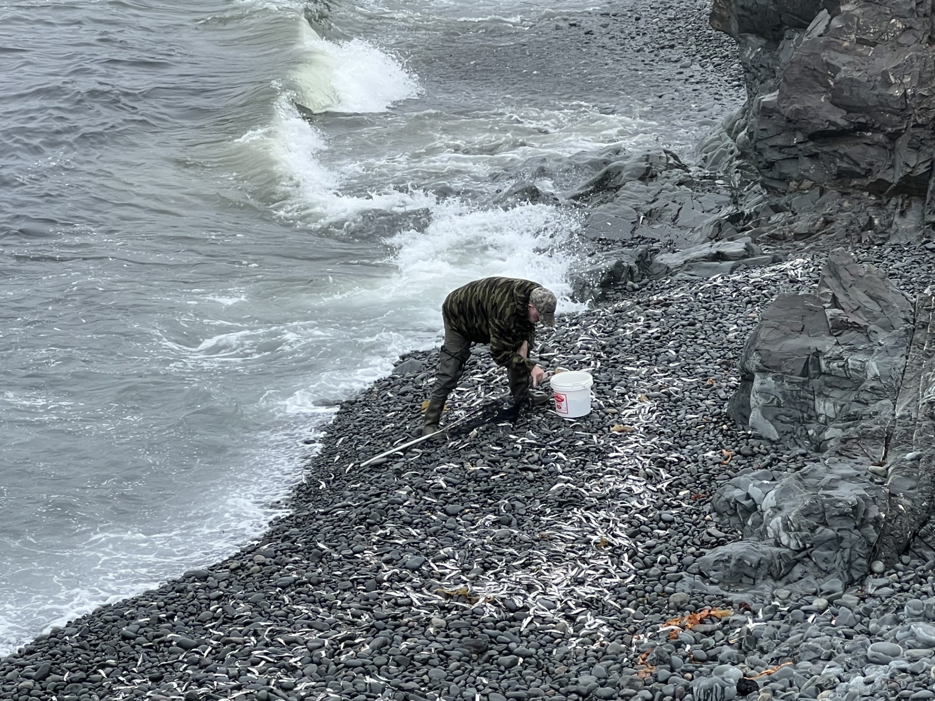 Caplin Rolling In Bonavista - Downhome Magazine