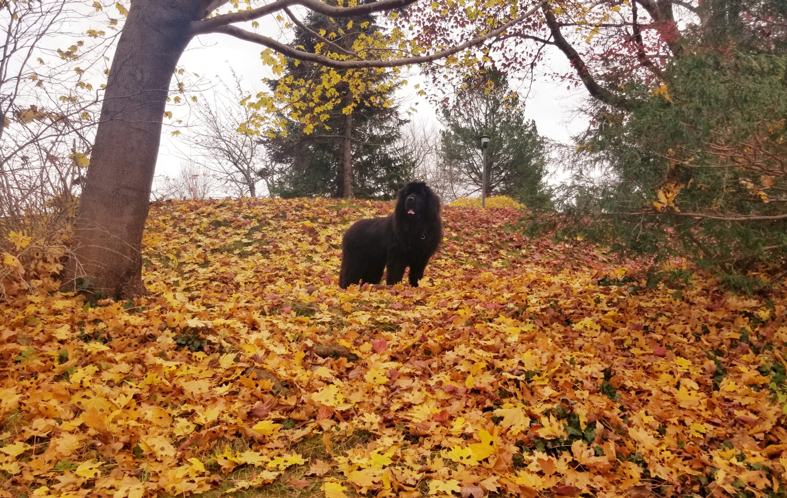 Trooper King - Downhome Magazine