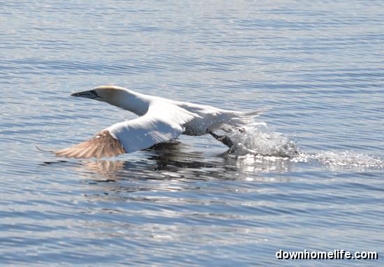 Gannet - Downhome Magazine