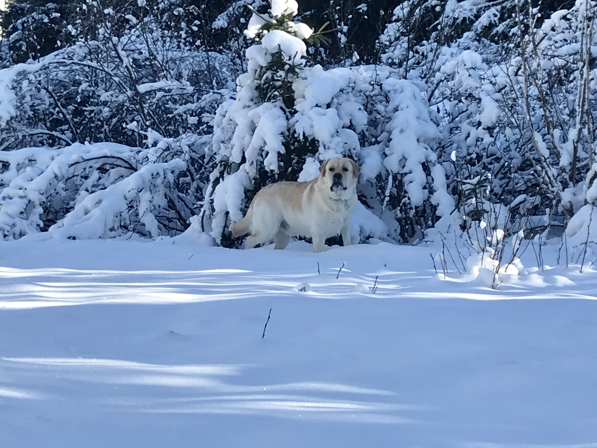 The Labrador enjoying the Newfoundland winter. - Downhome Magazine