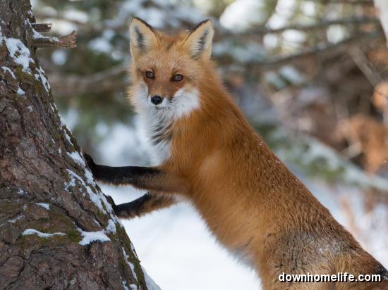 Red Fox poses for her picture! :) - Downhome Magazine