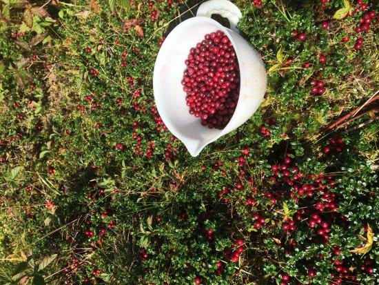 First time partridge berry picking - Downhome Magazine
