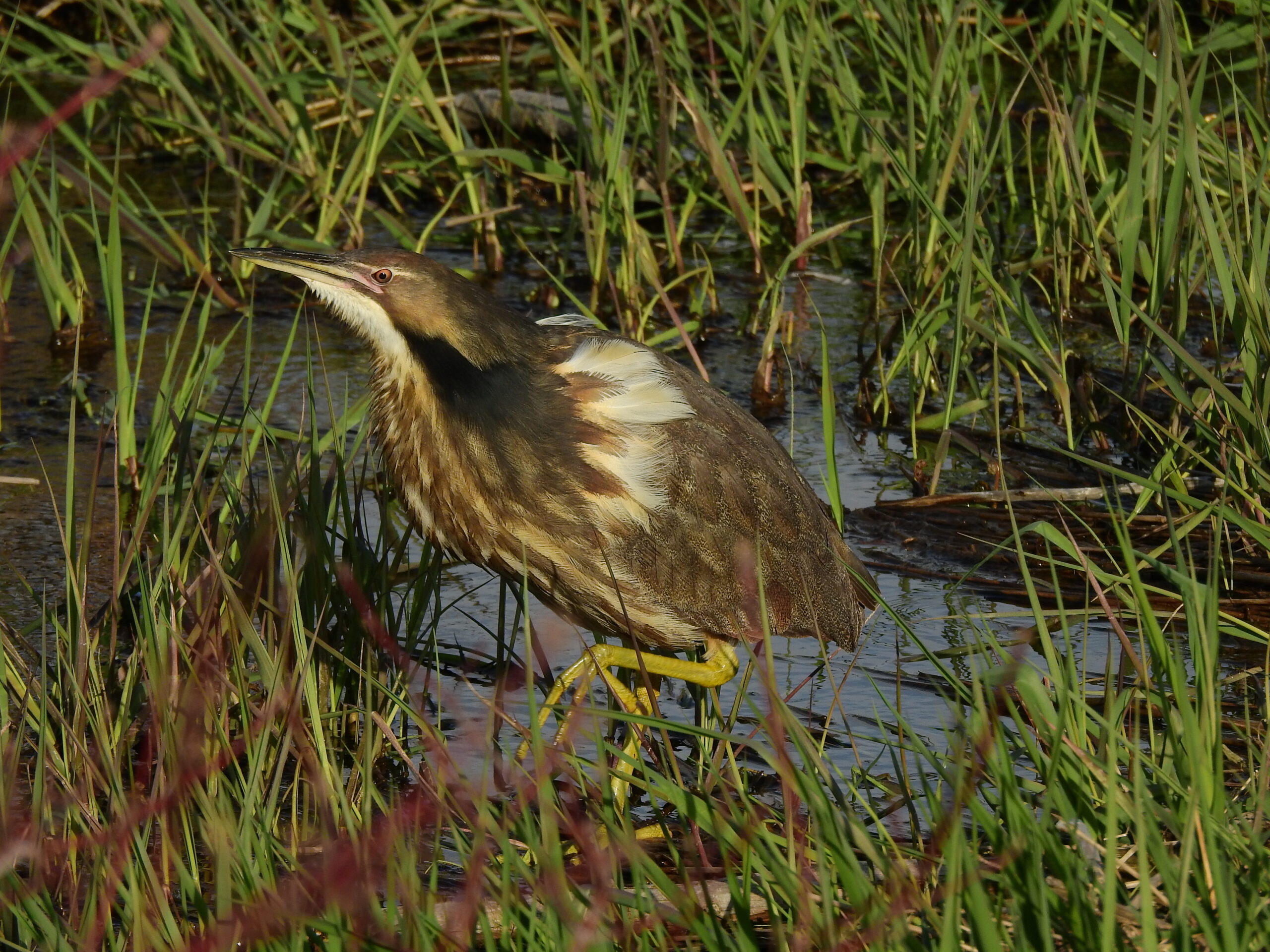 American Bittern in Bidgood Park - Downhome Magazine