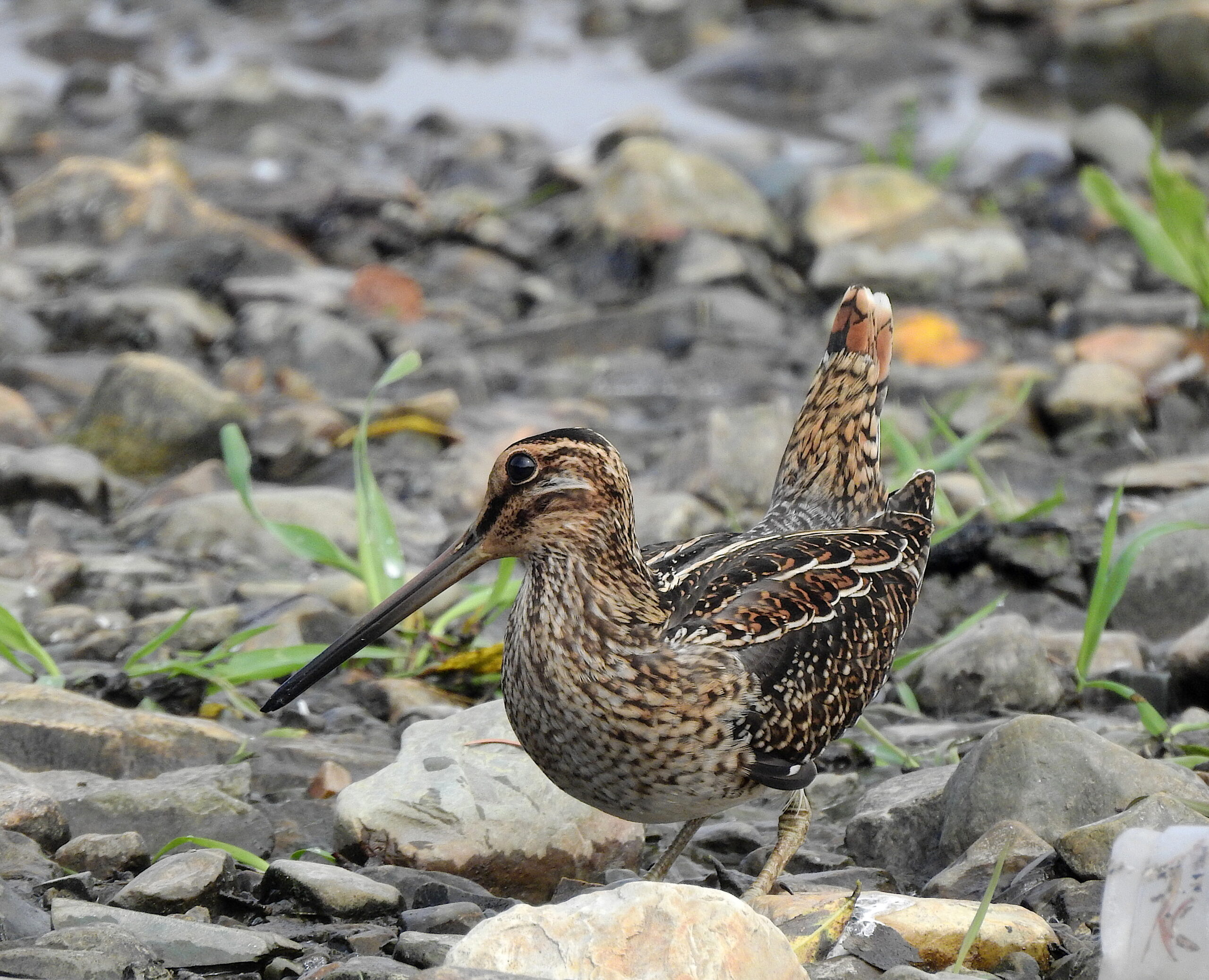 Wilson's Snipe, Virginia Lake, St. John's - Downhome Magazine