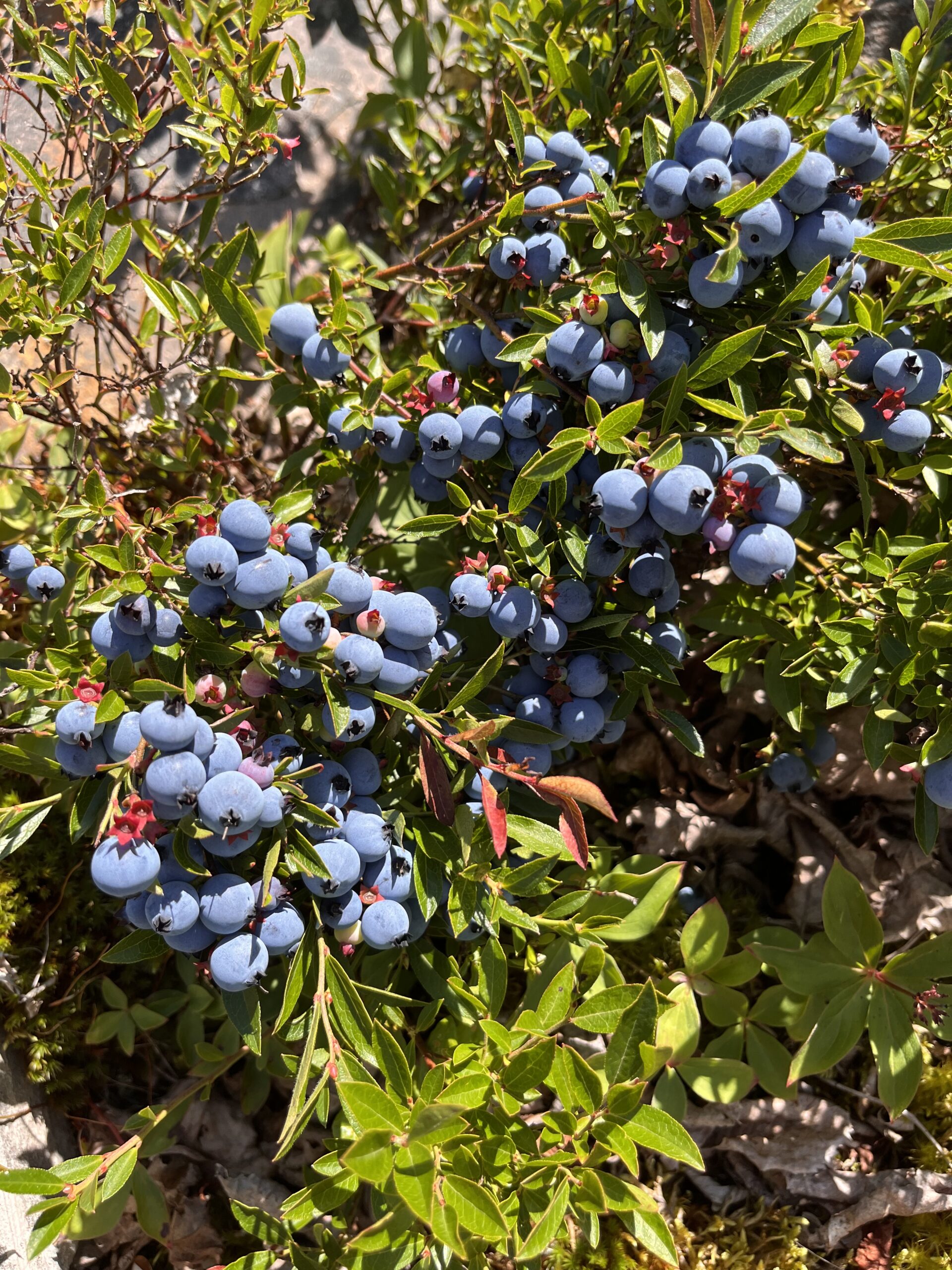 Blueberry bushes - Downhome Magazine