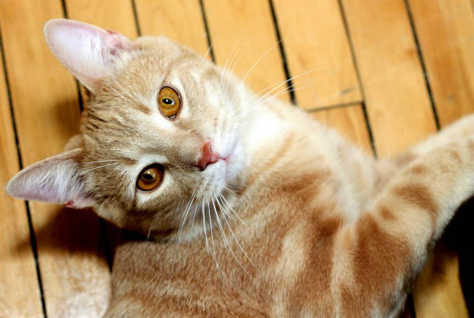 Australian Mixed Cat - Downhome Magazine