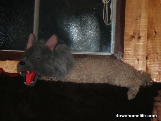 Dusty the Toy Coyote - Downhome Magazine