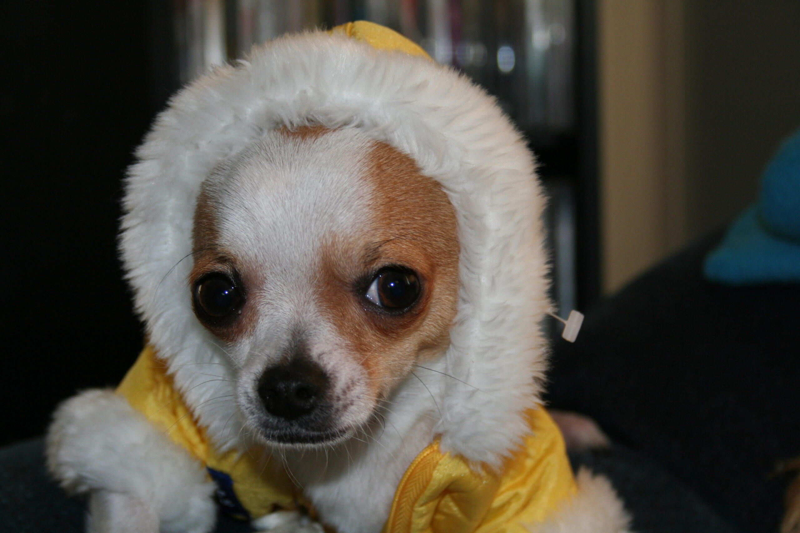 Gizmo - Downhome Magazine