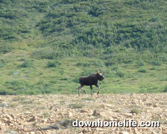 moose - Downhome Magazine