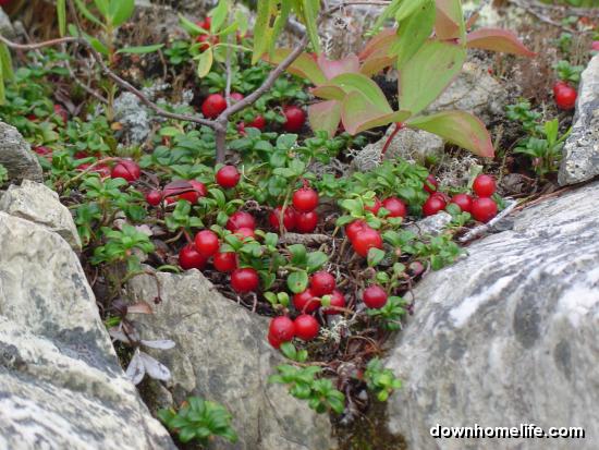 Partridge Berries - Downhome Magazine