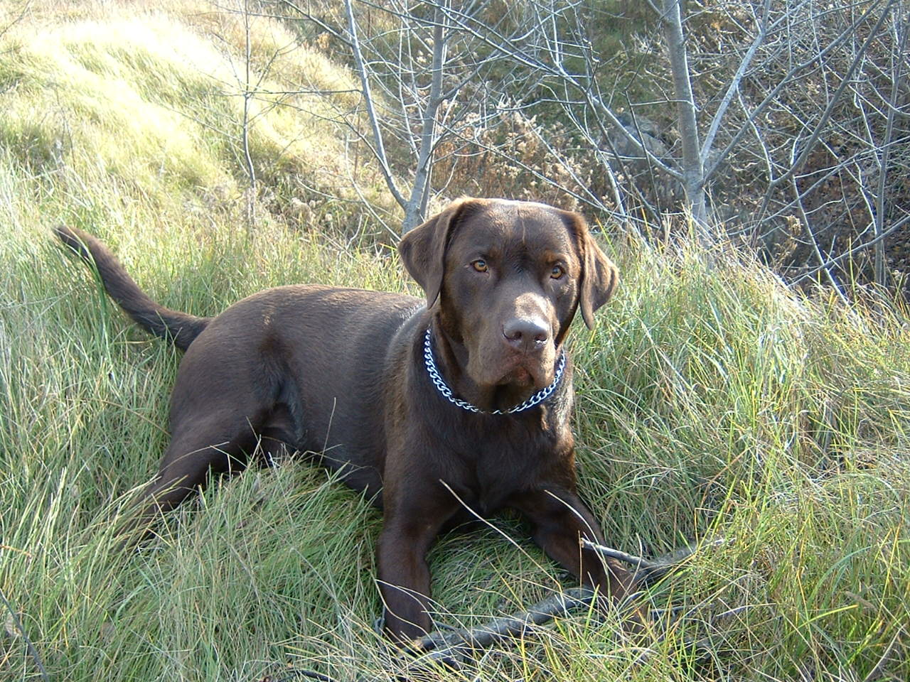 Ted the Chocolate Lab - Downhome Magazine