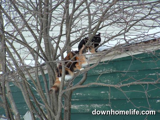 Tree Cats! - Downhome Magazine