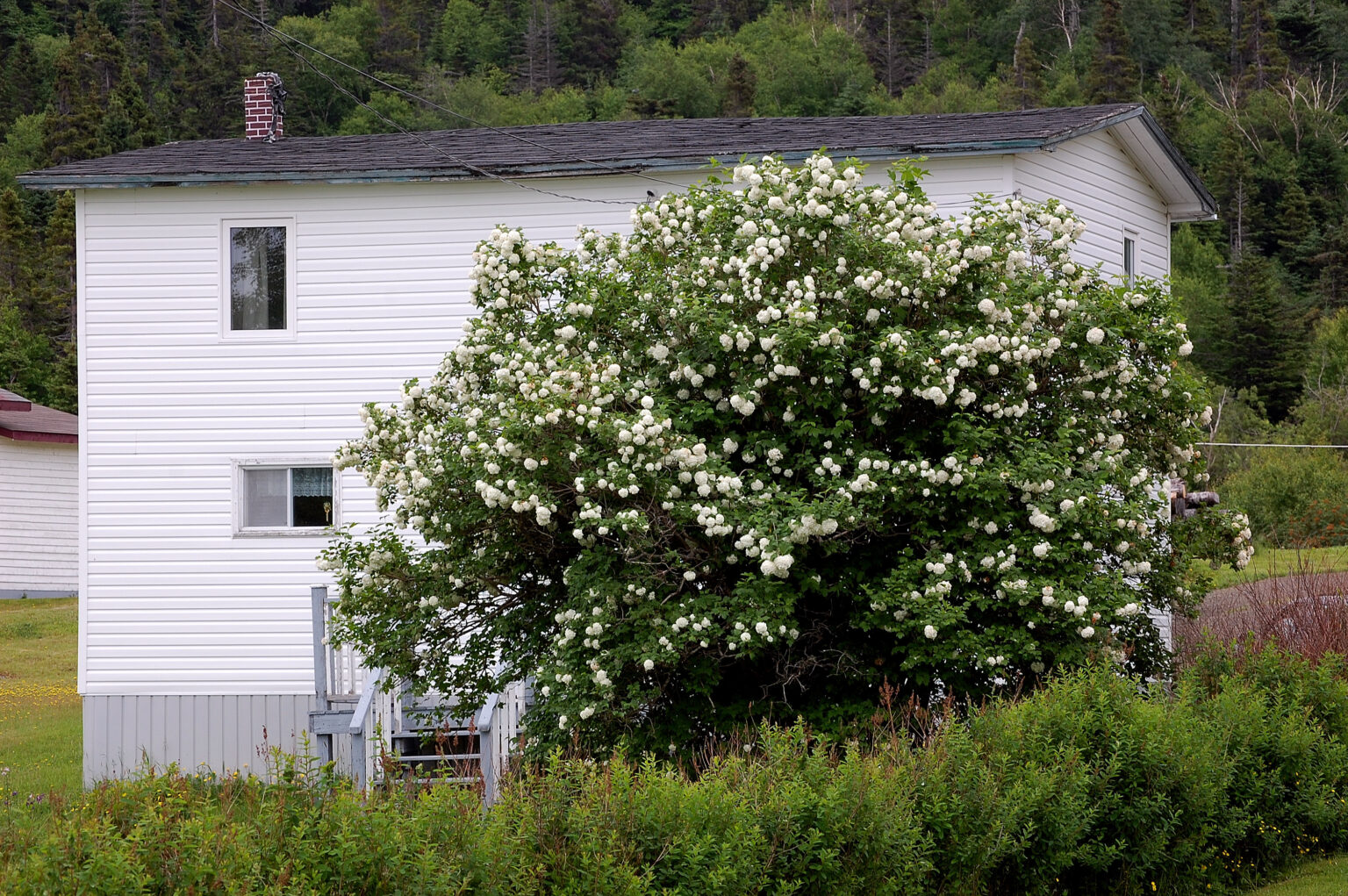 Aunt Nellie's Snowball Tree - Downhome Magazine