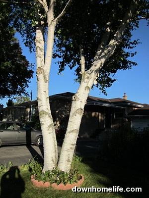 Birches of Richmond Hill, Ontario. - Downhome Magazine