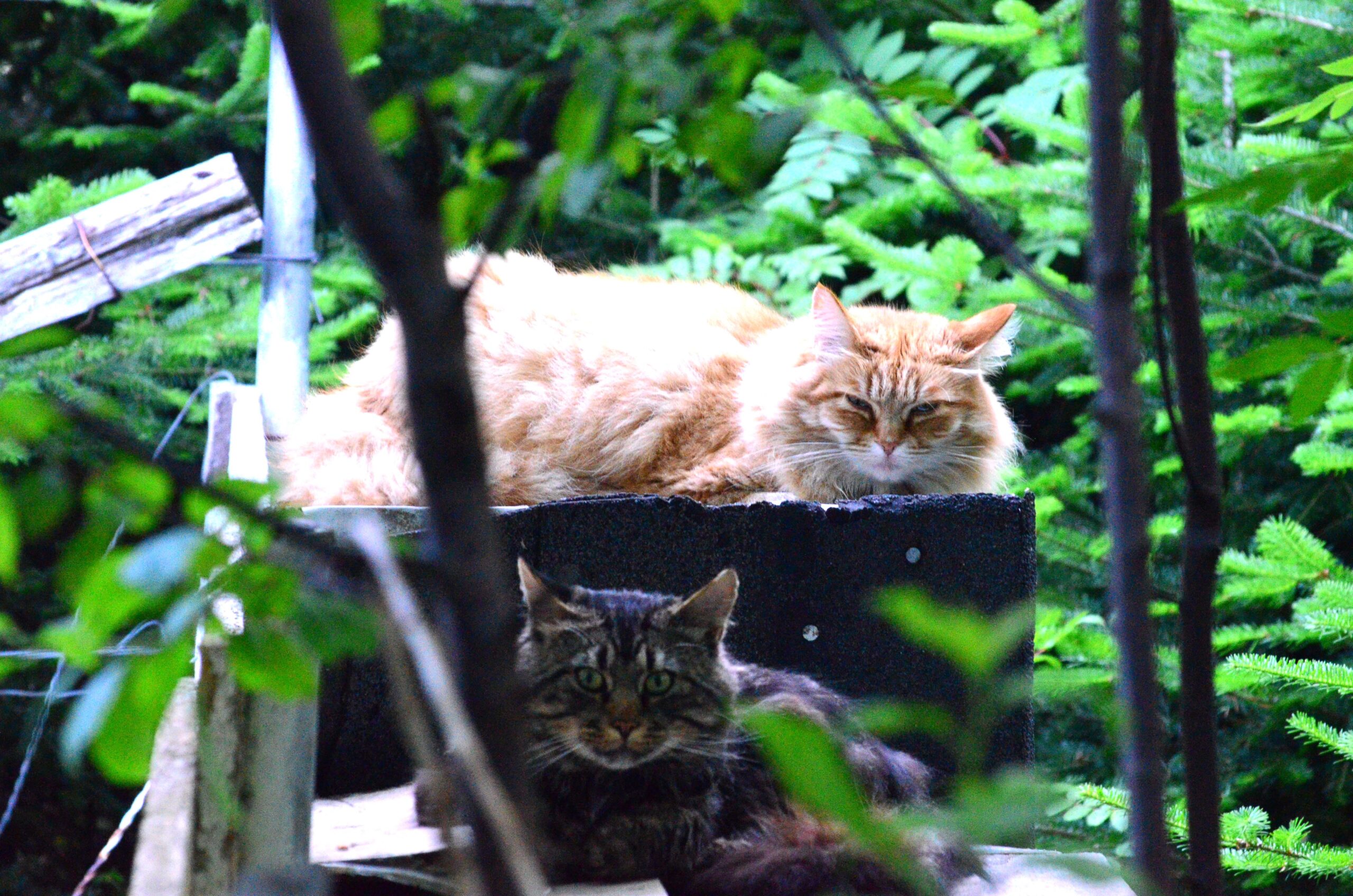 Bingo and Sam - Downhome Magazine